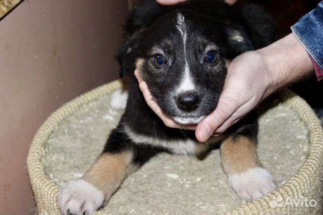 Полуторамесячные малявочки щенки