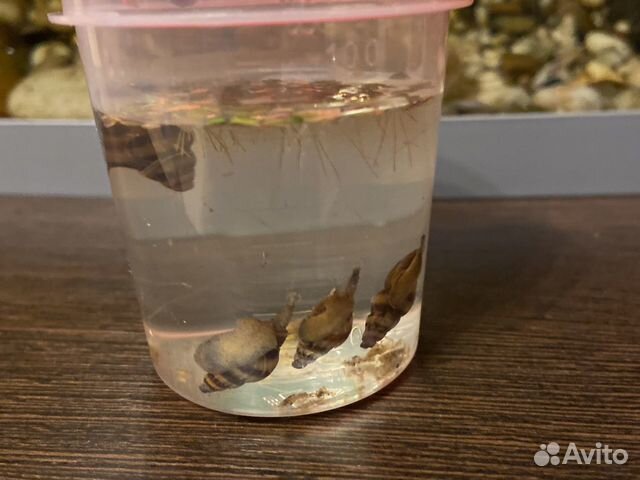 Улитка Хелена (4 шт.)