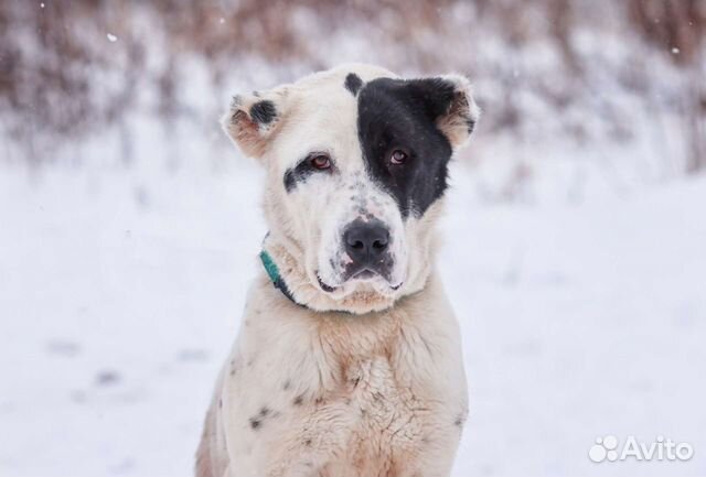Алабай в добрые руки