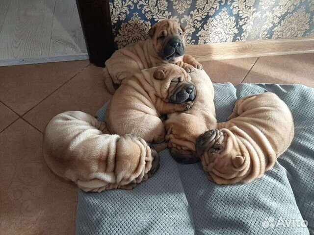 Шарпей щенки