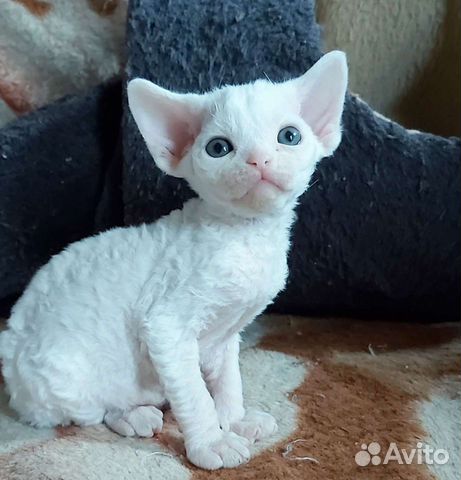 Котик Девон-Рекс