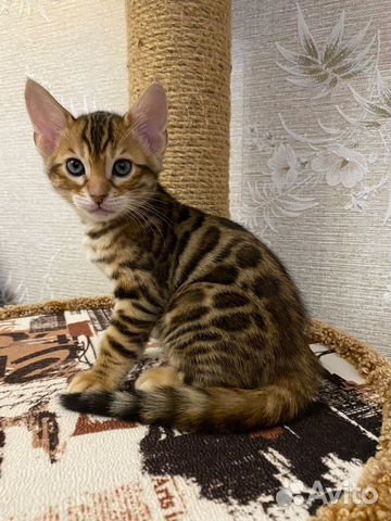Бенгальская кошка