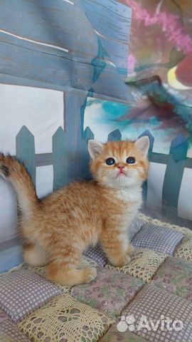 Котята шиншилятки