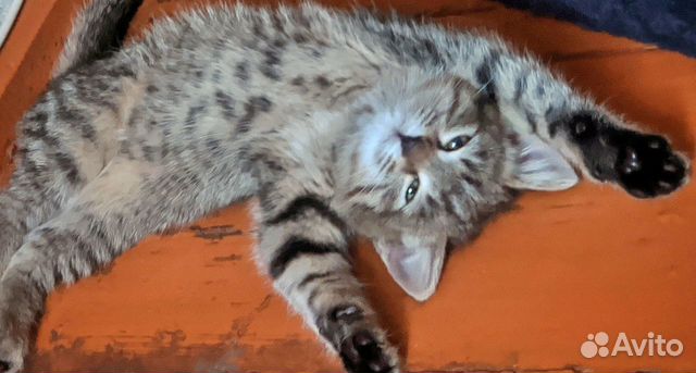 Котенок Фантик в добрые ручки