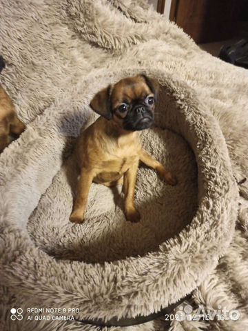 Щенки пти брабансона