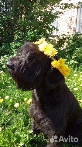 Ризеншнауцер