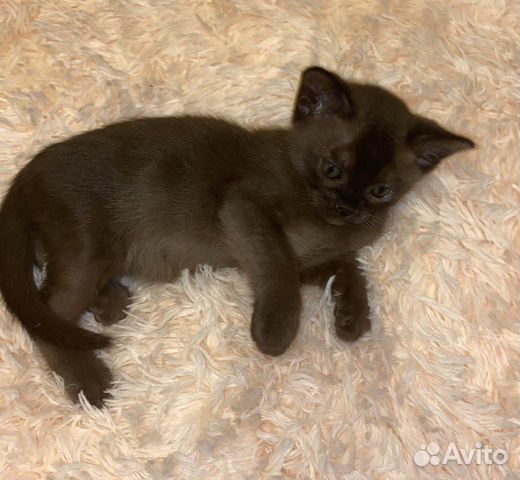 Бурманские котята Соболь