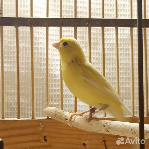Канарейка кенор