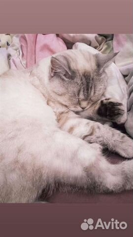 Кошка в дар