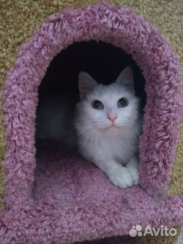 Белоснежка кошка, 9мес /стерильна