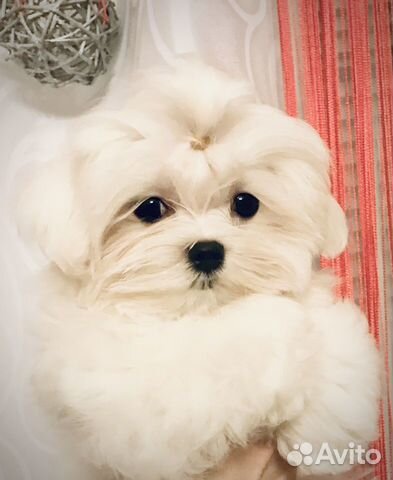 Девочка Мальтезе - корея