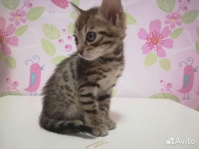 Котенок