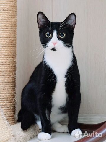 Котики в добрые руки