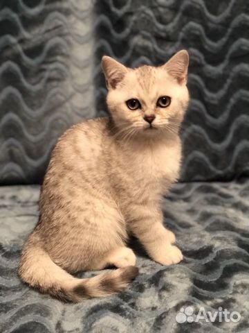 Котенок (шотландец)