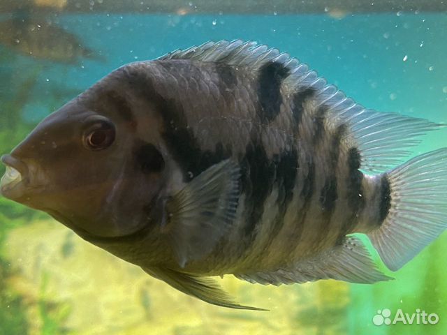 Аквариумные рыбки цихлиды