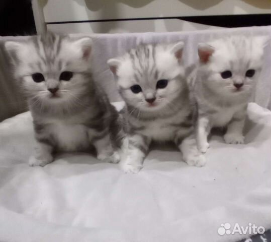 Шотландские прямоухие котята