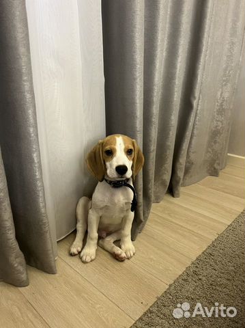 Продаю щенка бигль