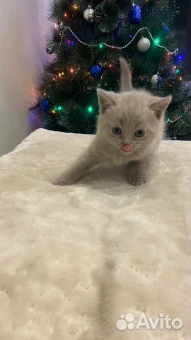 Шотландские прямоухие котята