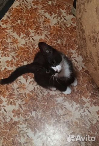 Котенок в хорошие руки