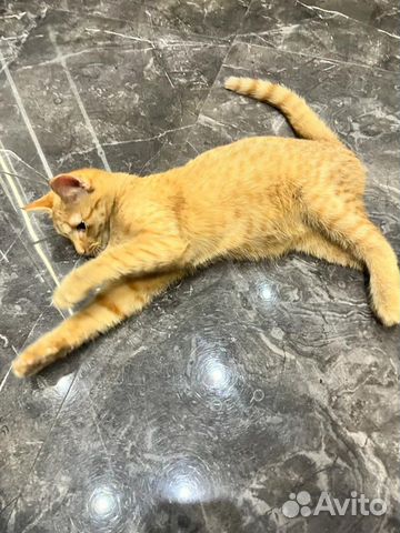 Рыжий котенок ждёт своего хозяина