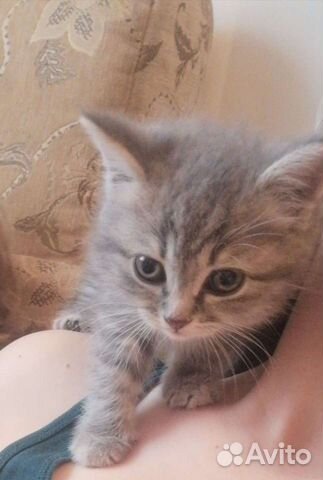 Кошка в дар