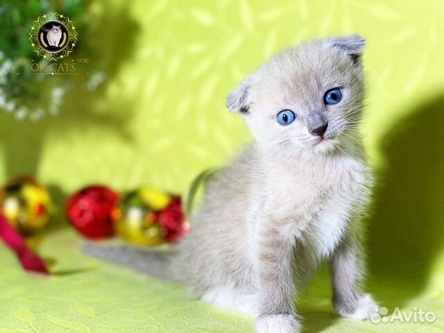 Длиннолапый мальчик из помета манчкина и рэгдолла