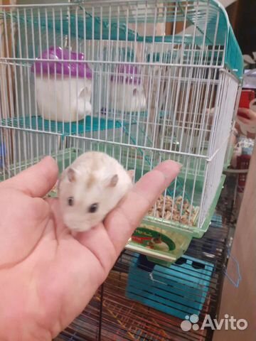 Джунгарский хомяк бесплатность клеткой