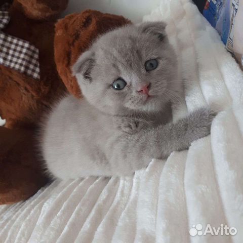Вислоухая -Милка 1.5 мес