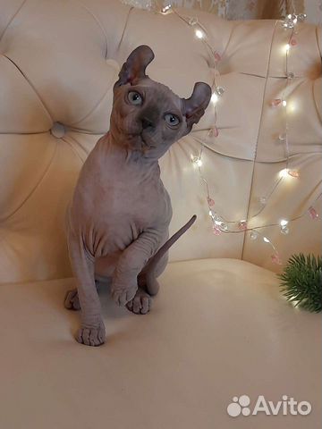 Шикарный эльф