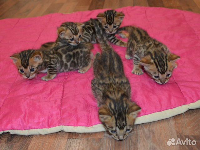 Красавцы-котята. Открыт резерв. Проф. питомник