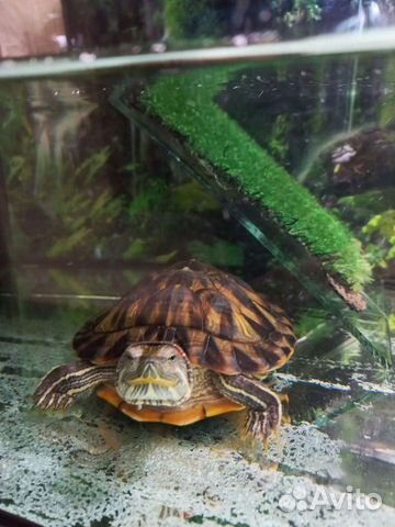 Красноухая черепаха бесплатно