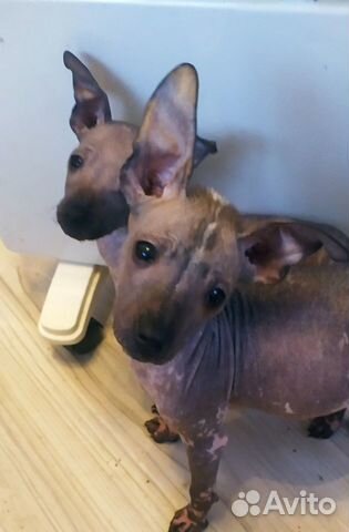 Ксолоитцкуинтли средний размер