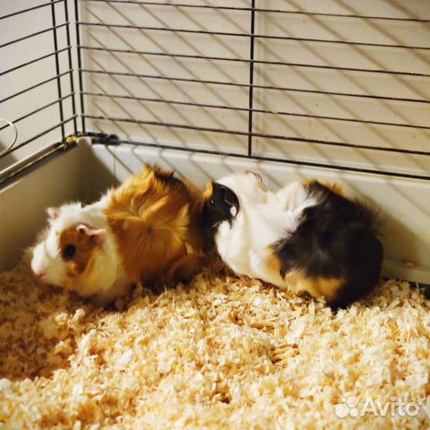 Морская свинка (парочка)