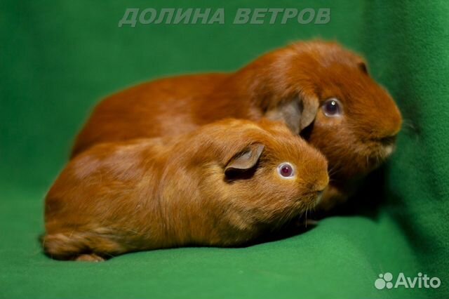 Мальчик селф золотой морская свинка