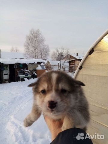 Щенки бесплатно