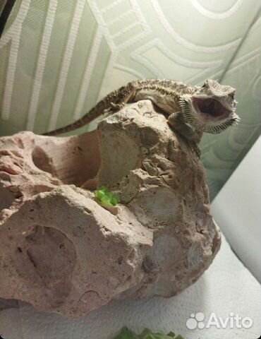 Бородатая агама