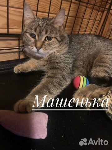 Кошечка Машенька в добрые руки