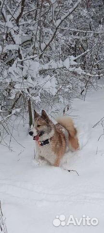 Кобель зсл для вязки