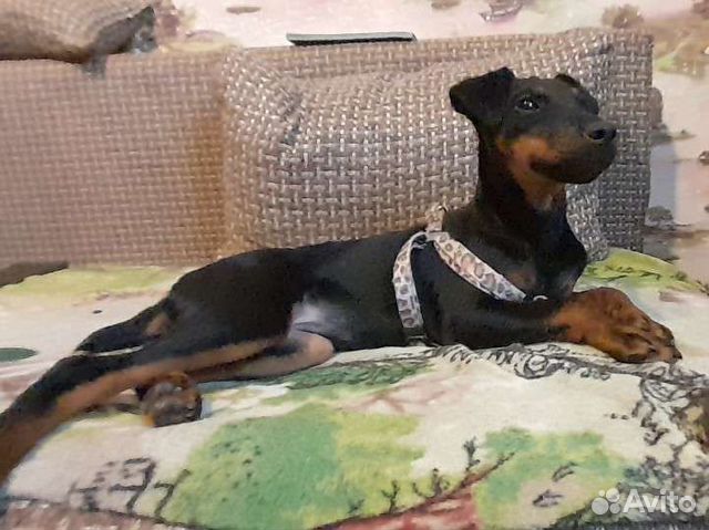 Ягдтерьер девочка