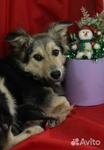 Отдам в добрые руки