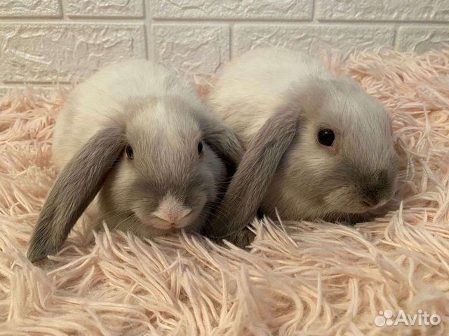Крольчата вислоушки