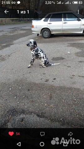 Отдам далматина