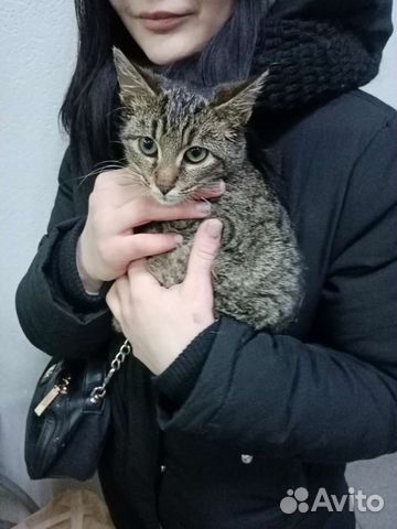2 кошки ищут дом, сейчас на передержке