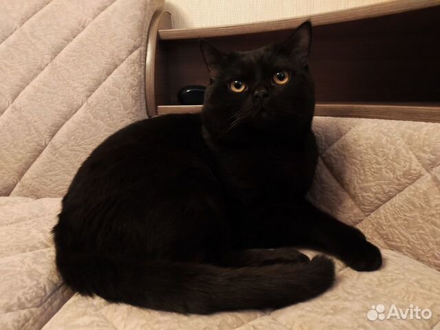 Кот ищет кошечку