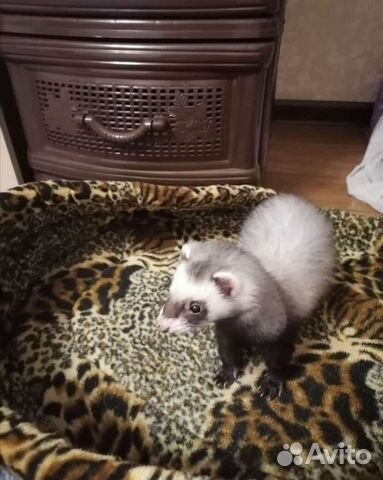 Домашний хорек