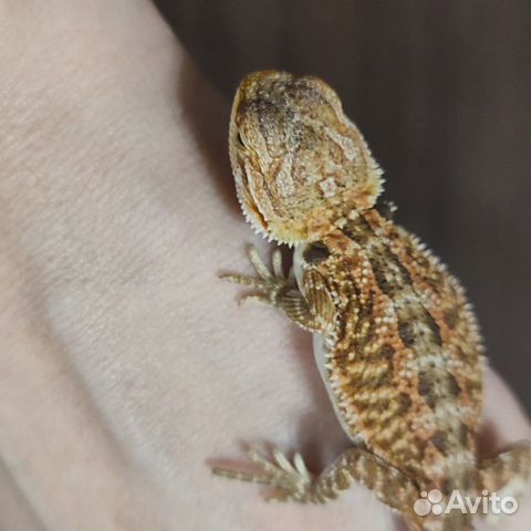 Бородатая агама, 1,5 мес