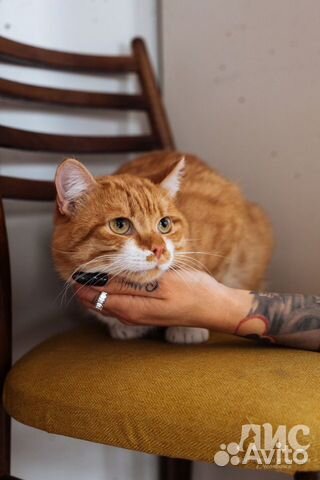Кот Леопольд