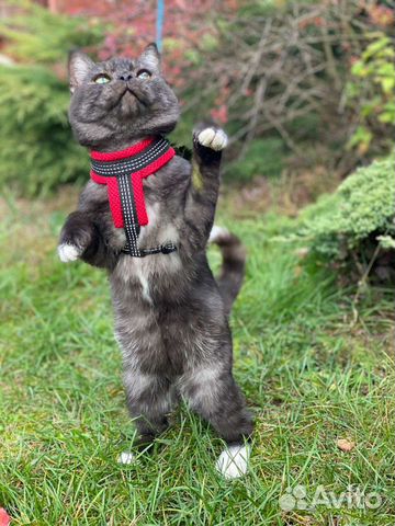 Котики бесплатно в добрые руки