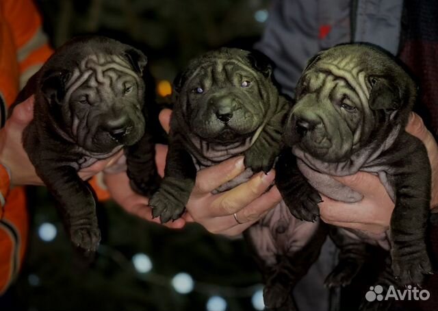 Щенки шарпея