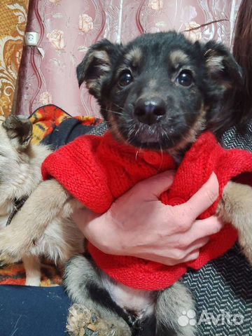 Щенок Девочка ищет маму